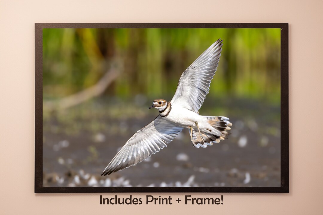 Killdeer in Flight 11x17 Wildlife Poster Print Wall Art Hanging Decor ...