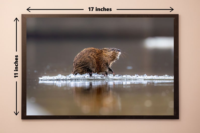 Muskrat on Ice 11x17 Wildlife Poster Print Wall Art Hanging Decor ...