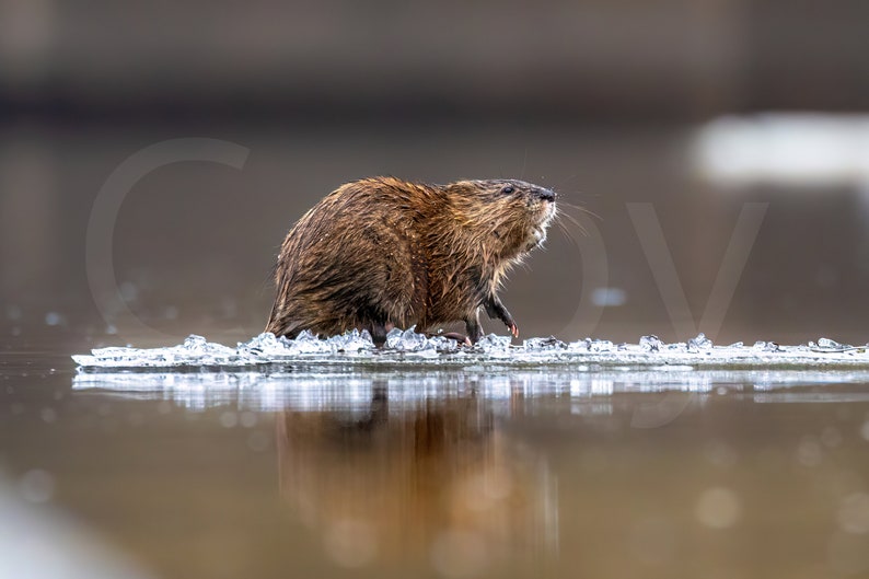 Muskrat on Ice Print - Framed Wildlife Photo Wall Art Decoration - Etsy