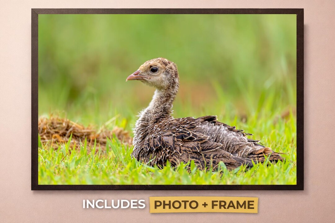 Turkey Poult - 11x17" Wildlife Poster Print Wall Art Hanging Decor ...