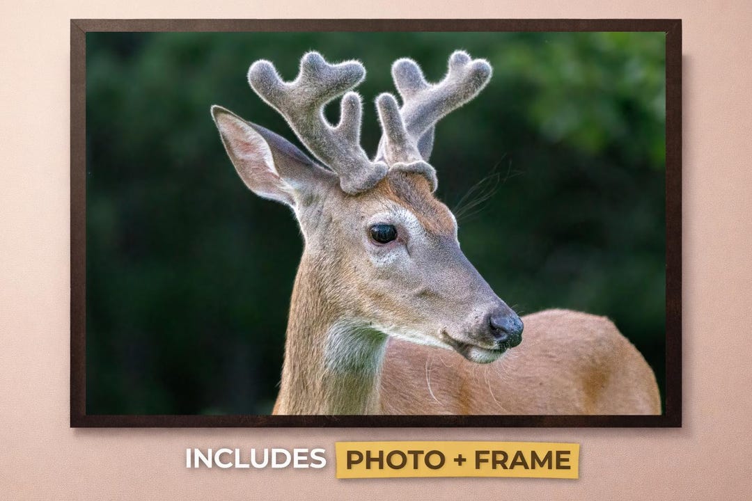 White-tailed Deer Velvet Buck Print - Framed Wildlife Photo Wall Art ...