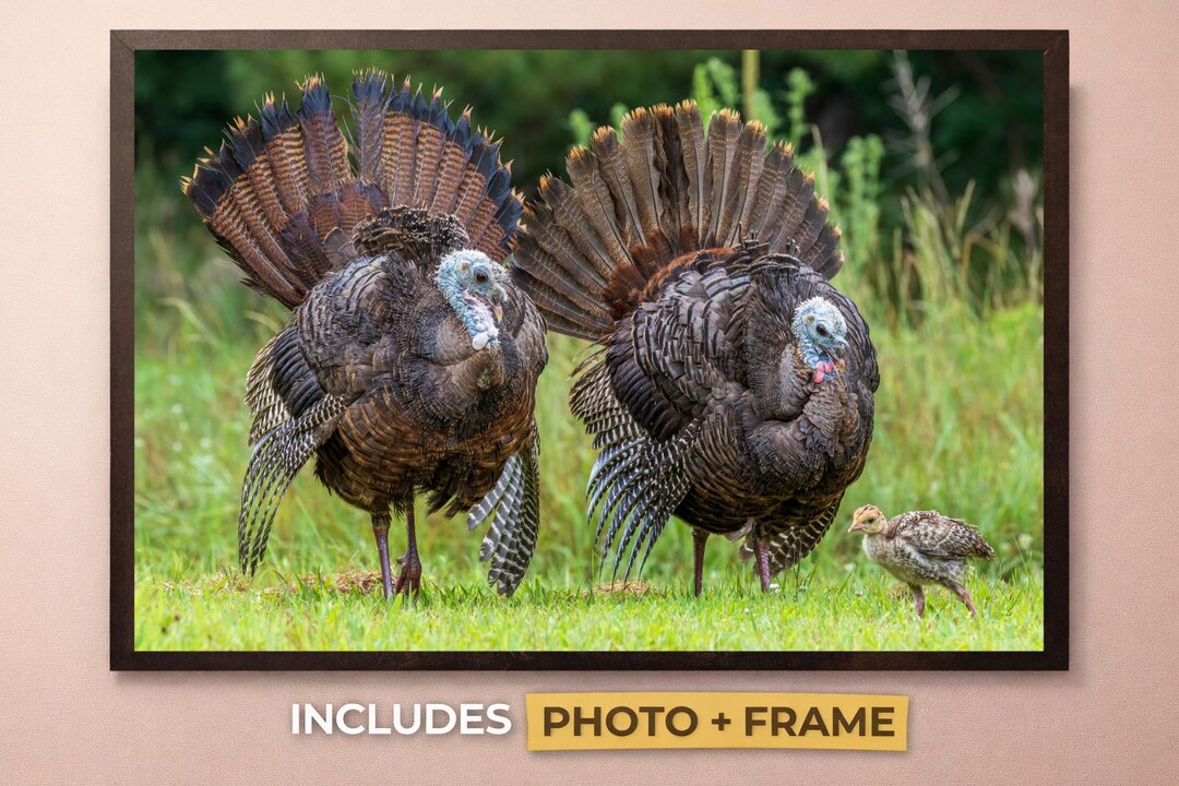 Turkey Hens and Poult Print - Framed Wildlife Photo Wall Art Decoration ...