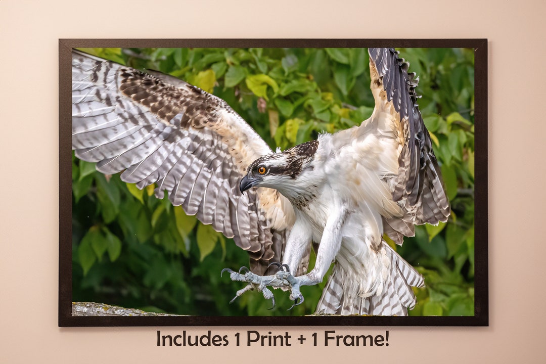 Osprey Landing - 11x17" Wildlife Poster Print Wall Art Hanging Decor ...
