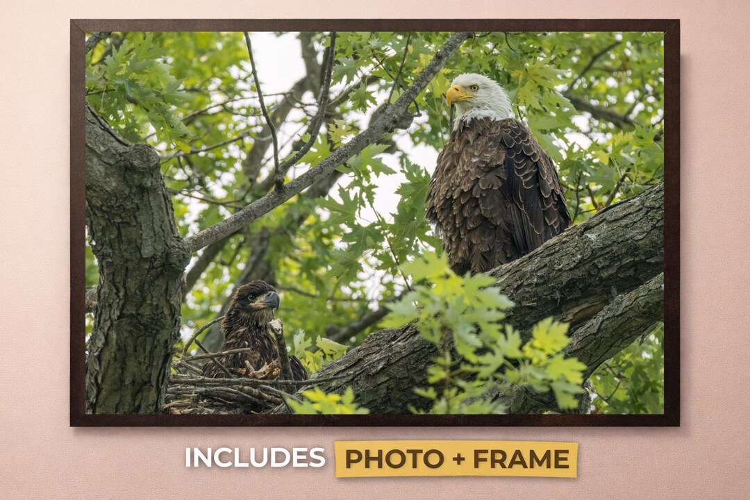 Bald Eaglet and Parent Print - Framed Wildlife Photo Wall Art ...