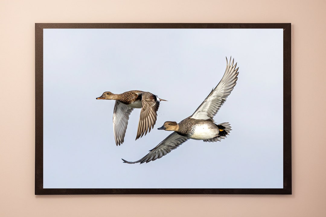 Gadwall Drake & Hen 11x17 Wildlife Poster Print Wall Art Hanging Decor ...