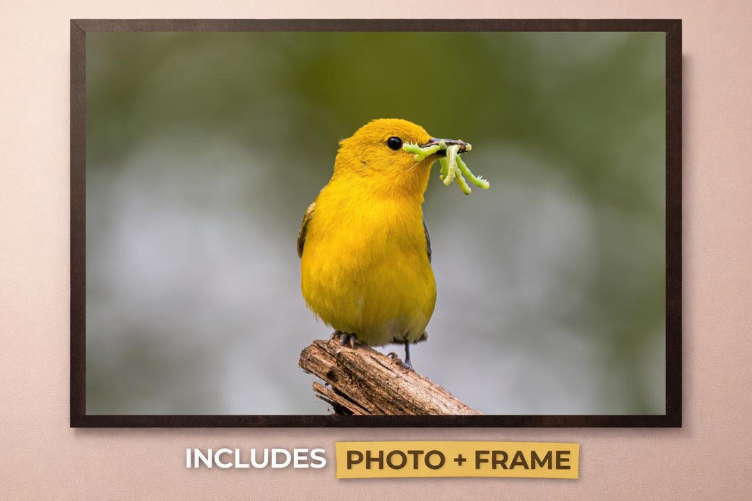 Prothonotary Warbler Print - Framed Wildlife Photo Wall Art Decoration ...