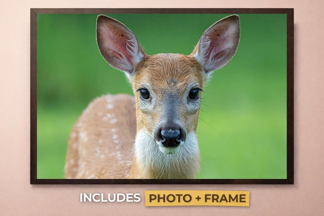 White-tailed Deer Fawn Headshot Print - Framed Wildlife Photo Wall Art ...