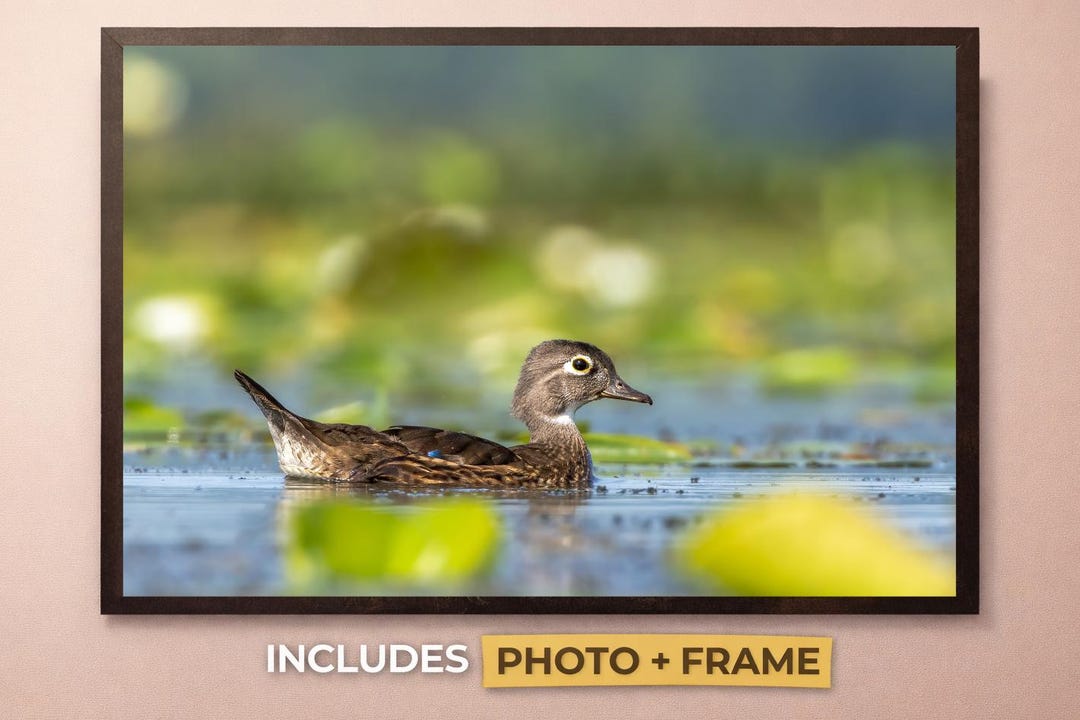 Wood Duck Drake, Eclipse Plumage Print - Framed Wildlife Photo Wall Art ...