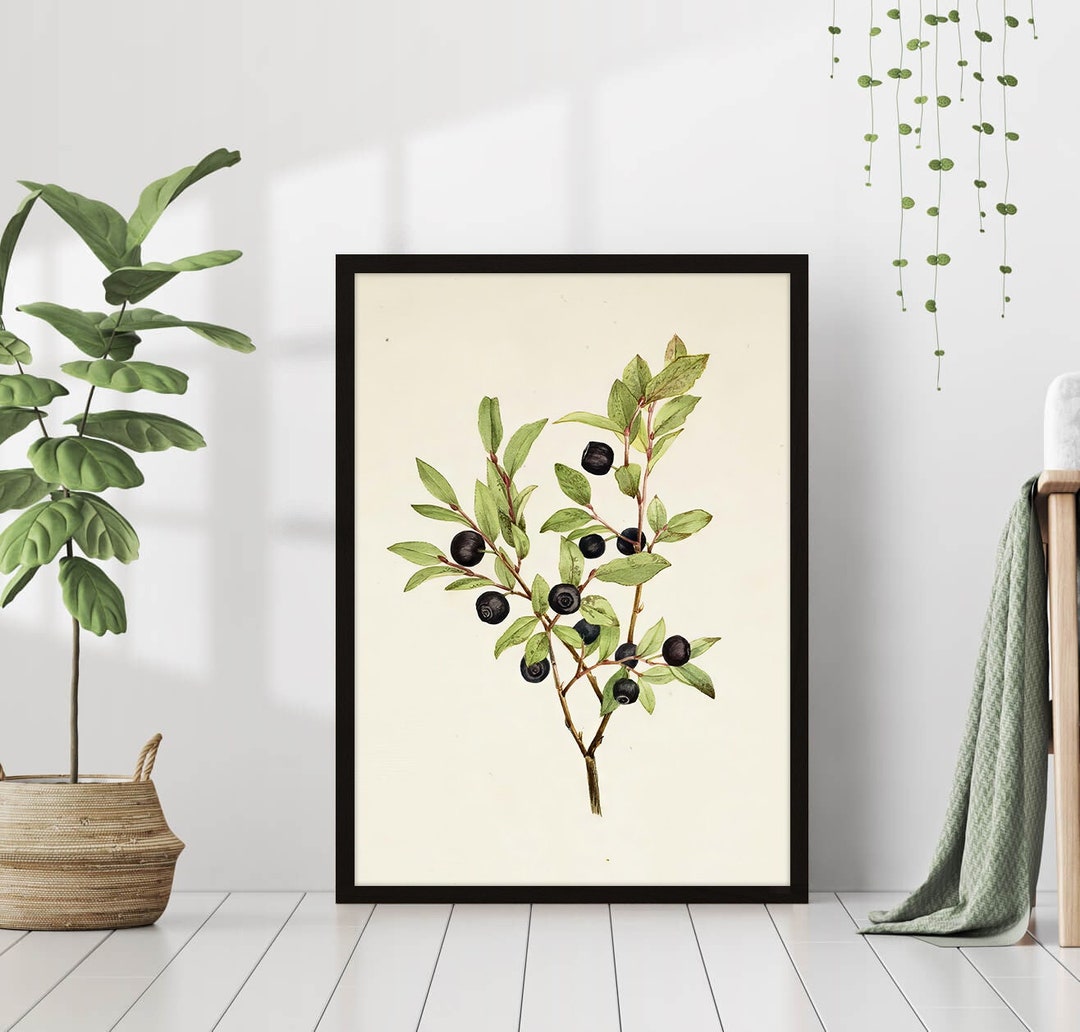 Vintage Blueberries Drawing Wall Art Herbarium Berries Antique Retro ...