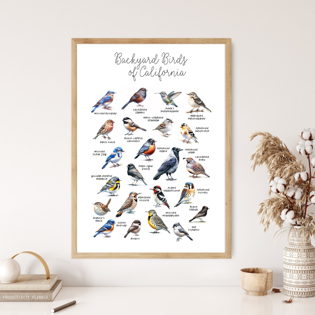 Backyard Birds of California Print Educational Illustration Canvas ...