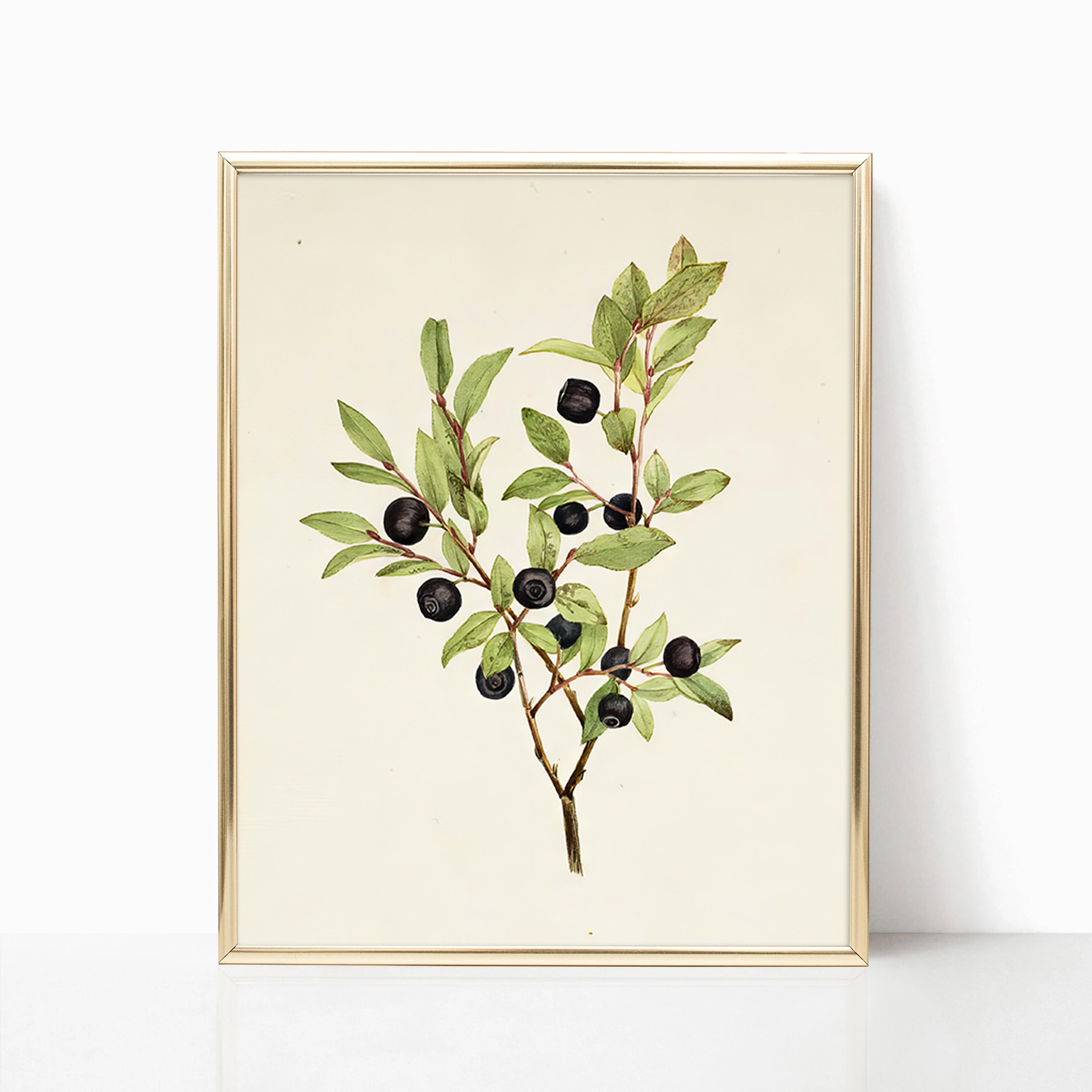 Vintage Blueberries Drawing Wall Art Herbarium Berries Antique Retro ...