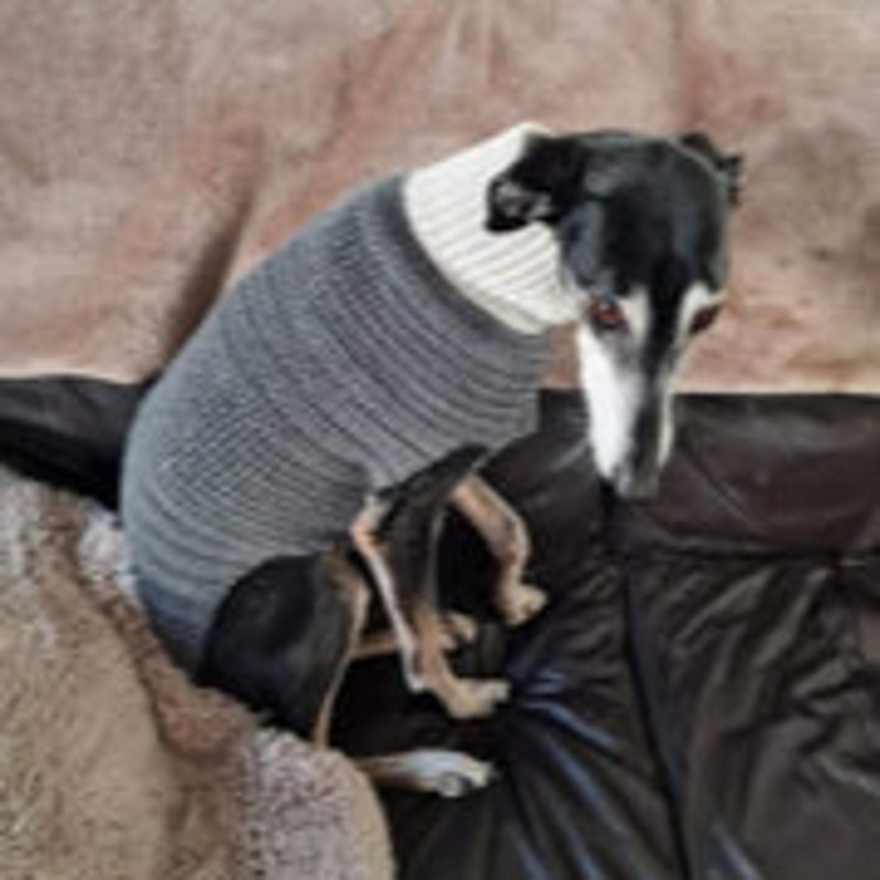 Whippet Dog Coat Pattern - Etsy