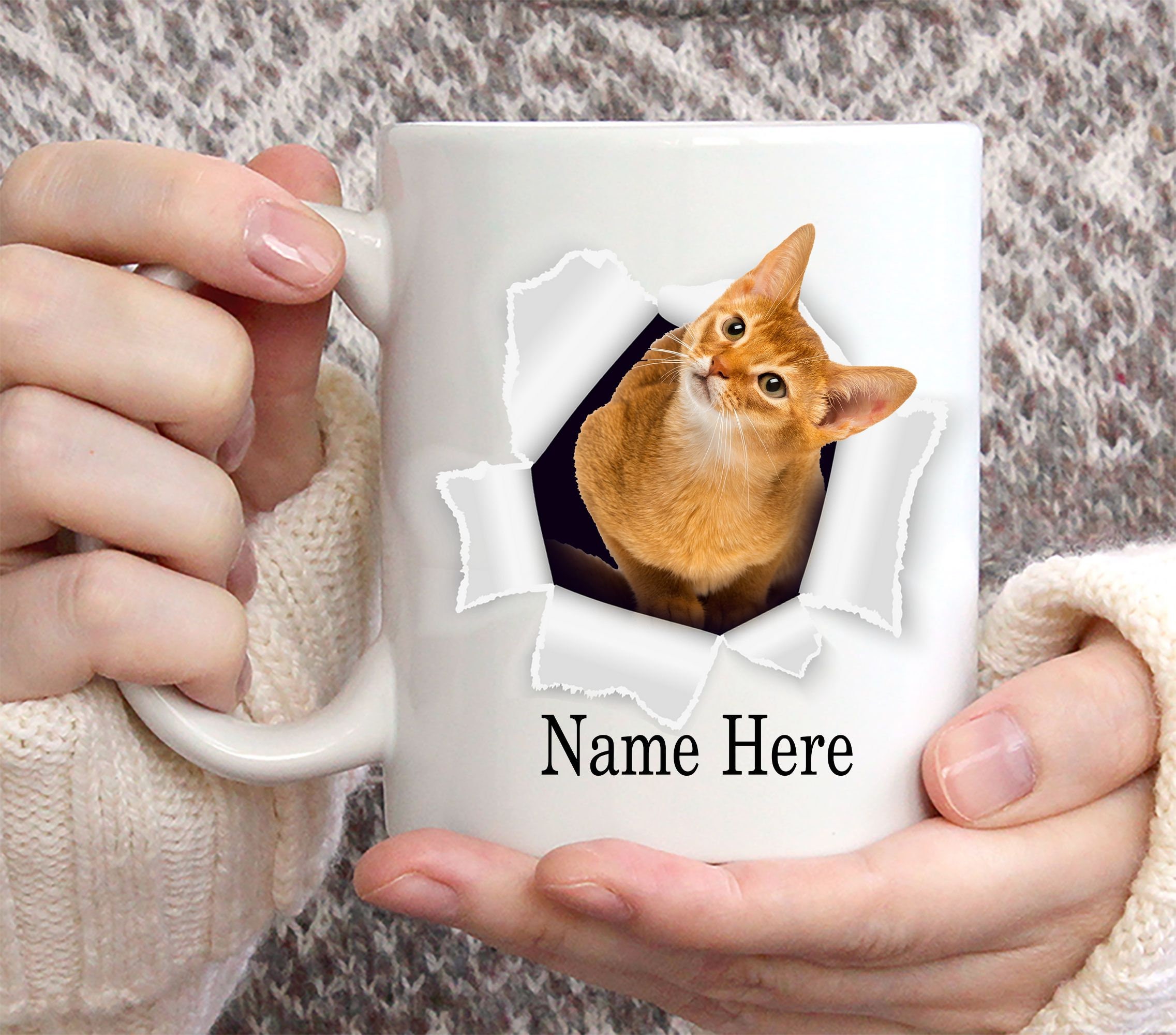 Cream Abyssinian Cat