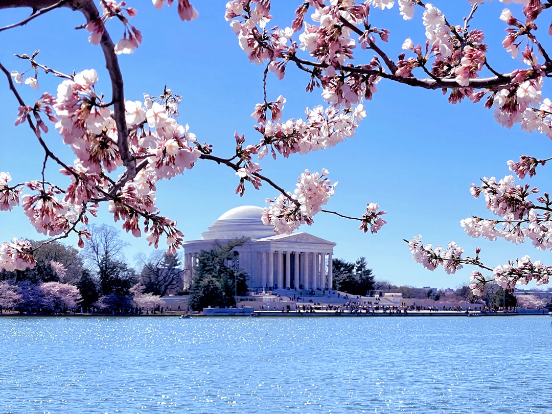 Jefferson Memorial & Cherry Blossoms Original Print - Unframed - Etsy