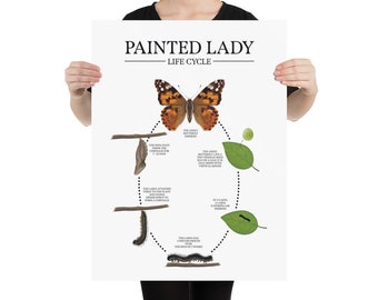 Painted Lady Life Cycle - Etsy