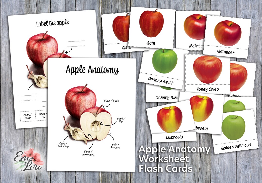 Apple Anatomy and Worksheet - Basic Apple Anatomy With Worksheet for ...