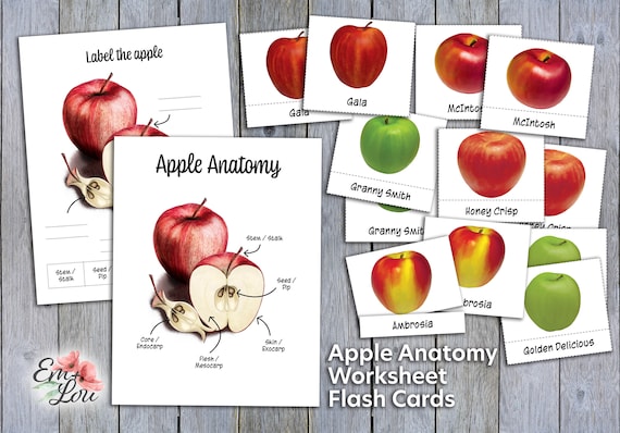 Apple Anatomy and Worksheet Basic Apple Anatomy With | Etsy