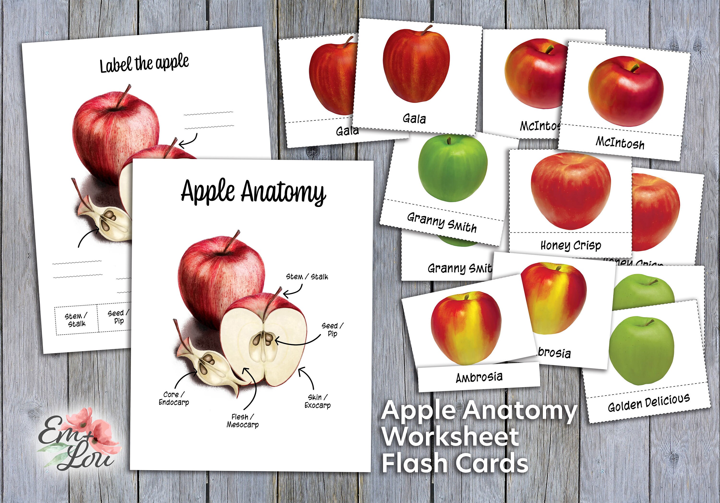 Apple Anatomy and Worksheet - Basic Apple Anatomy With Worksheet for ...