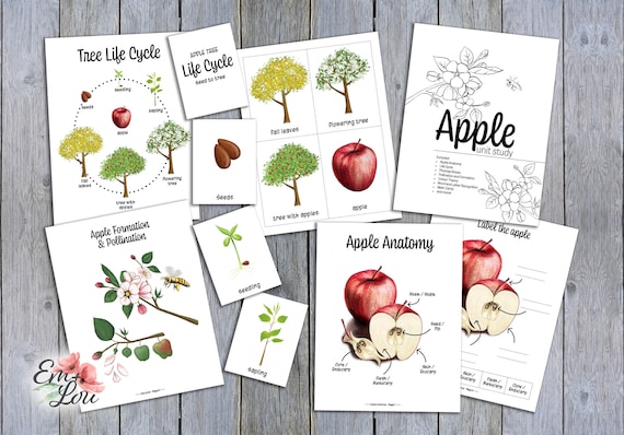 Apple Unit Study Apple Unit Study for Preschool Apple Unit | Etsy