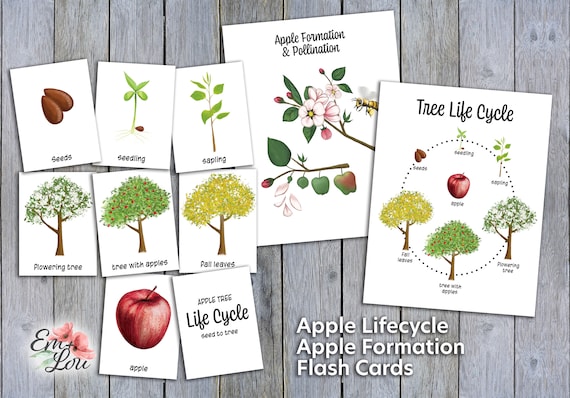 Ciclo De Vida De La Manzana