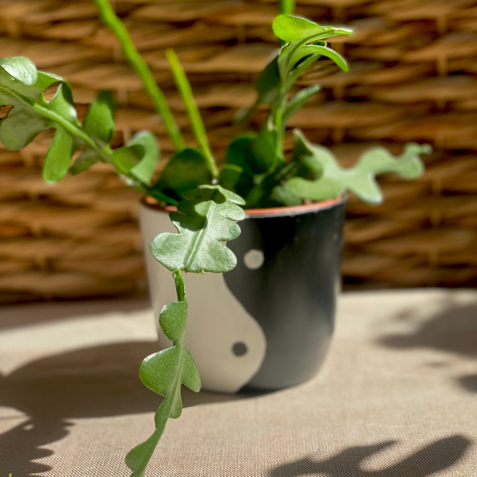 FREYA - Upcycled Pot - Black and White | Yin Yang | Balance | Flowerpot ...