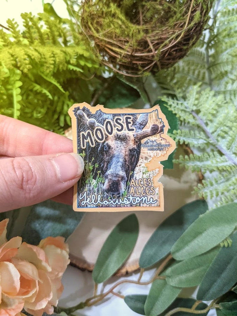 Moose Sticker || Yellowstone National Park || Educational Wildlife ...