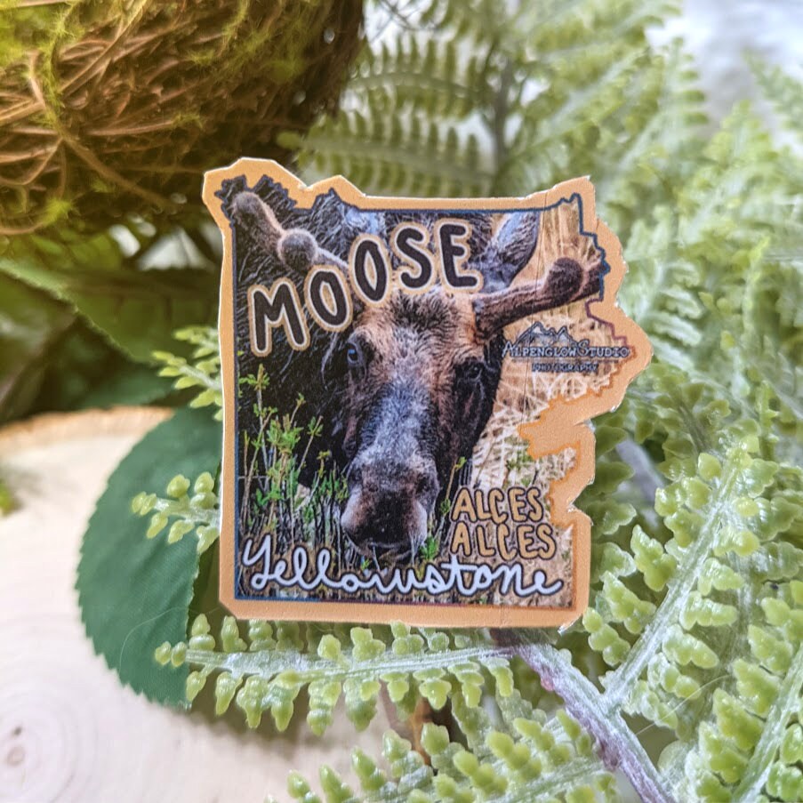 Moose Sticker || Yellowstone National Park || Educational Wildlife ...