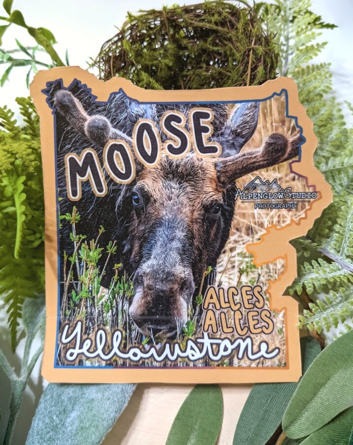 Moose Sticker || Yellowstone National Park || Educational Wildlife ...