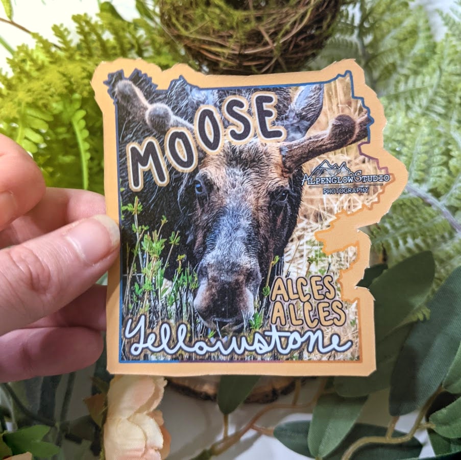 Moose Sticker || Yellowstone National Park || Educational Wildlife ...