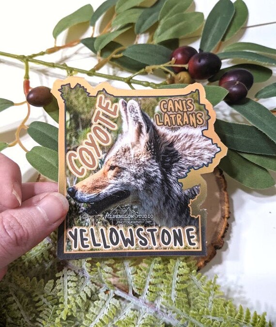 Coyote Sticker Yellowstone National Park Educational | Etsy