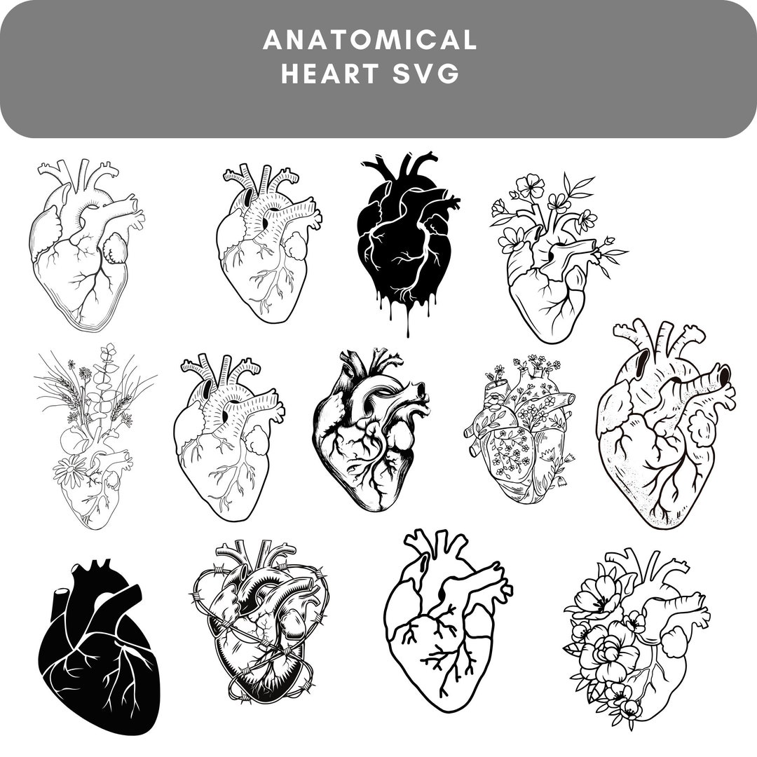 New Svg, Anatomy Svg, Anatomical Heart Svg Bundle, Flower Heart Svg ...