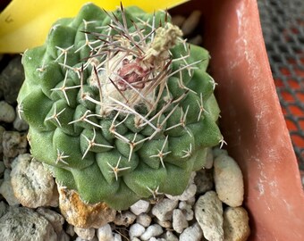 Strombo. Disciformis X Pulcherrimus Huge Specimen Cactus J-14 - Etsy
