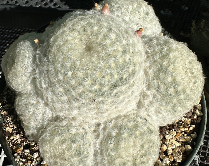 Mammillaria Plumosa Soft Touchable Cactus Specimen in 8 Inch Pot F 67 ...