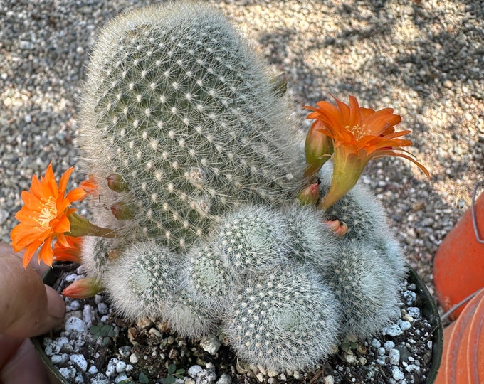 Rebutia Muscula Touchable Cactus in 6 Inch Pot E 250 - Etsy