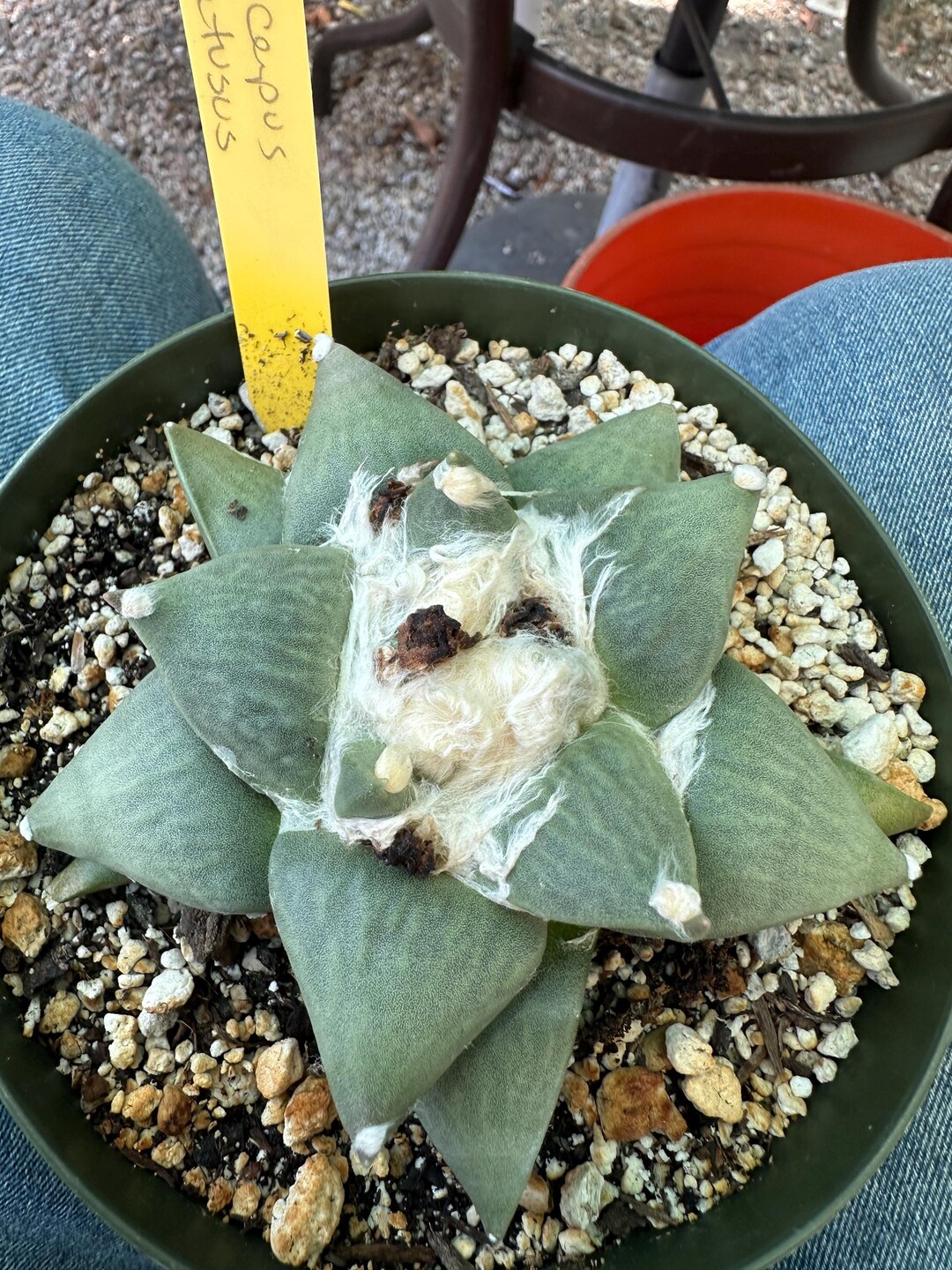 Ario Retusus Rough Tubercle Cactus in 6 Inch Pot G168 - Etsy