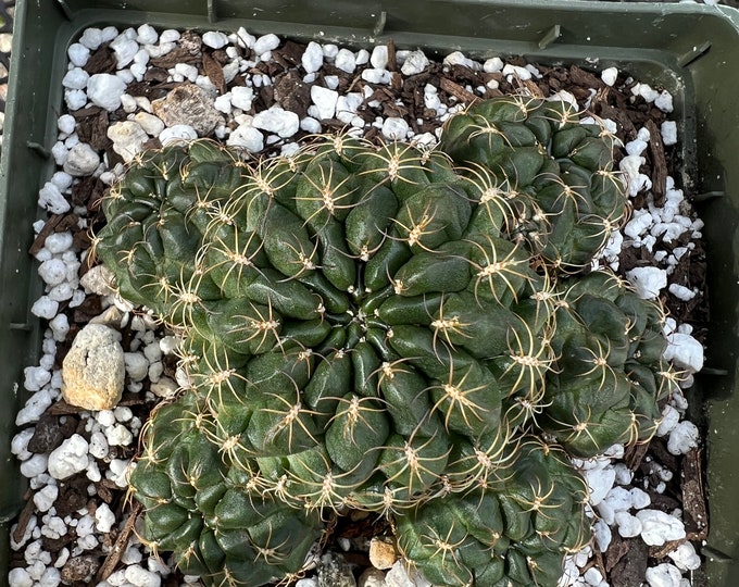 Sulcorebutia Tarvatensis Uncommon Cactus in 4.25 Inch Pot - Etsy