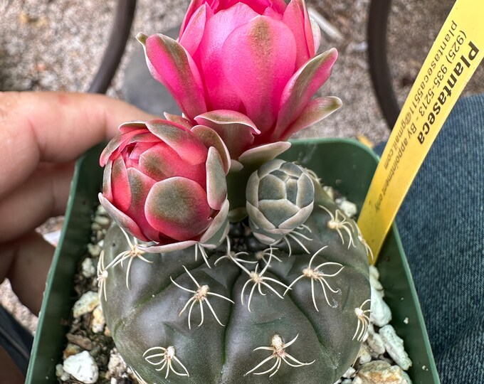 Gymnocalycium Schreiteri Touchable Cactus F 16 - Etsy