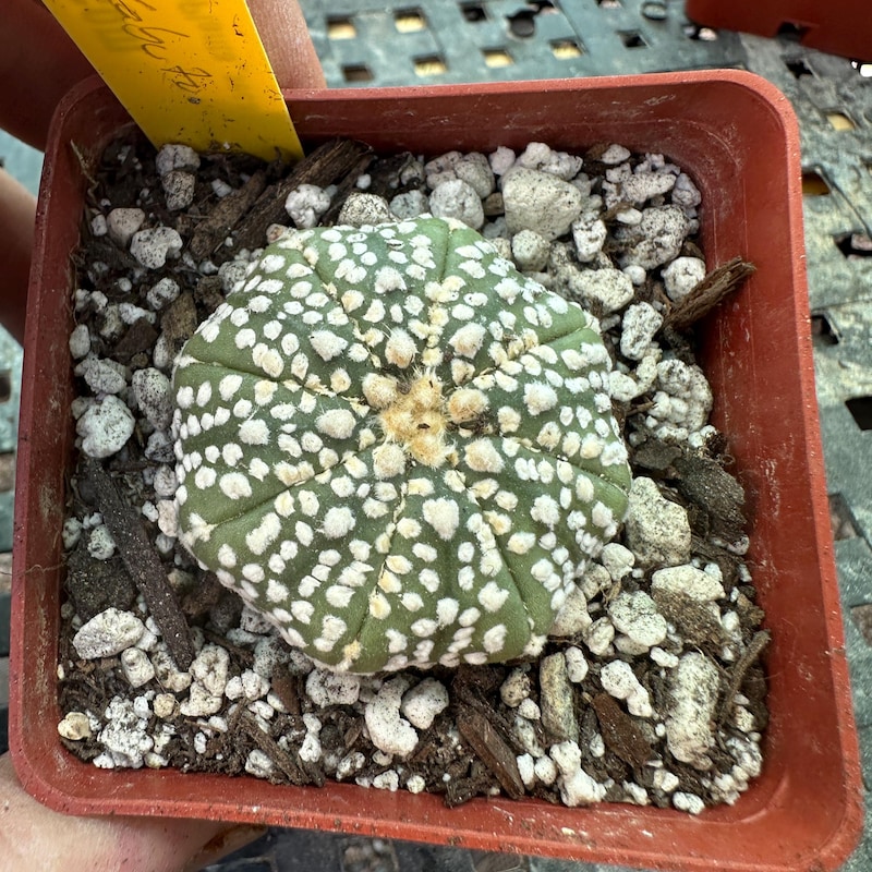 Astrophytum Seeds - Etsy