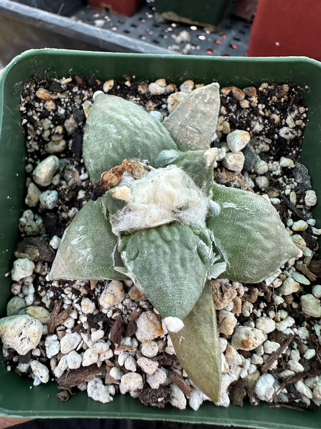 Ario Retusus Cactus Rough Tubercle F 144 - Etsy