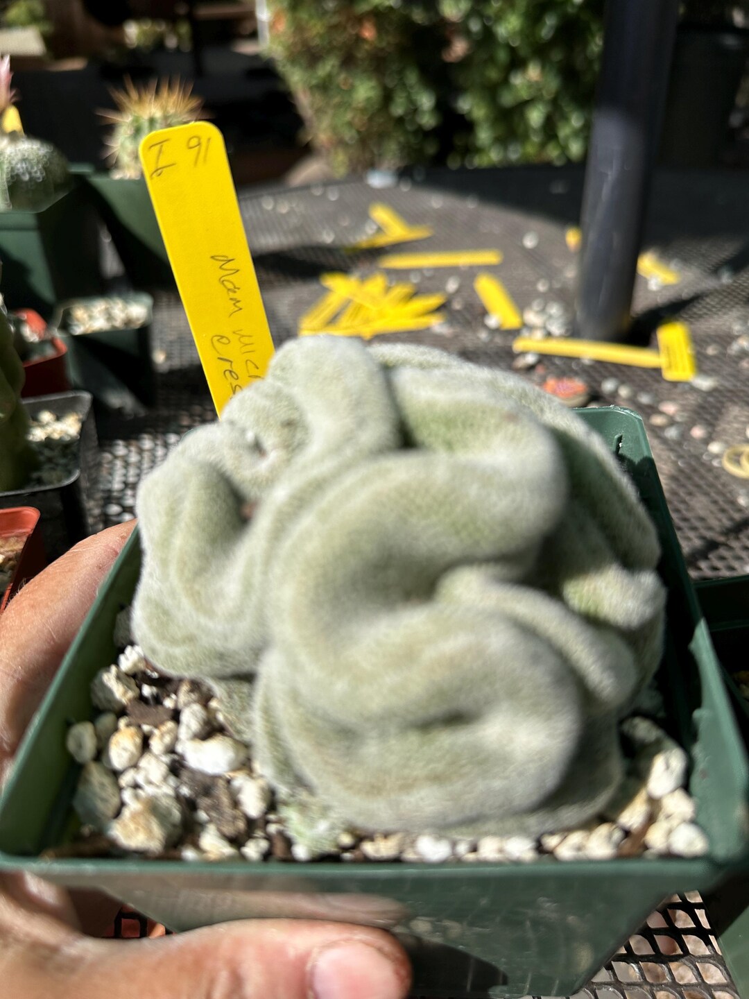 Mammillaria Microthele Cactus Crest Rare Specimen in 4.25 Inch Pot I 91 ...