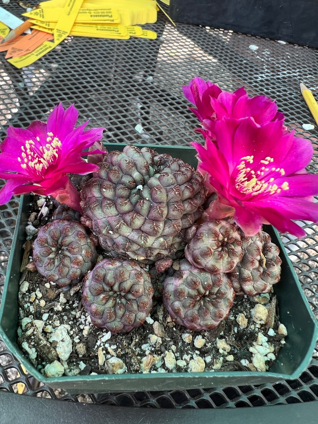 Sulcorebutia Rauschii Violaceidermis Form 1 Cactus in 4.25 - Etsy