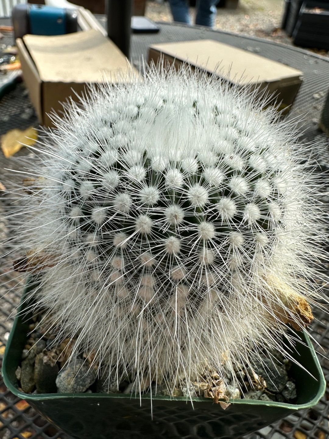 Notocactus Rudibuenekeri Soft to Touch Cactus L293 - Etsy