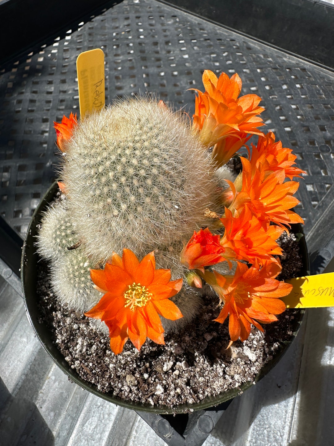 Rebutia Muscula Touchable Cactus in 6 Inch Pot E 190 - Etsy