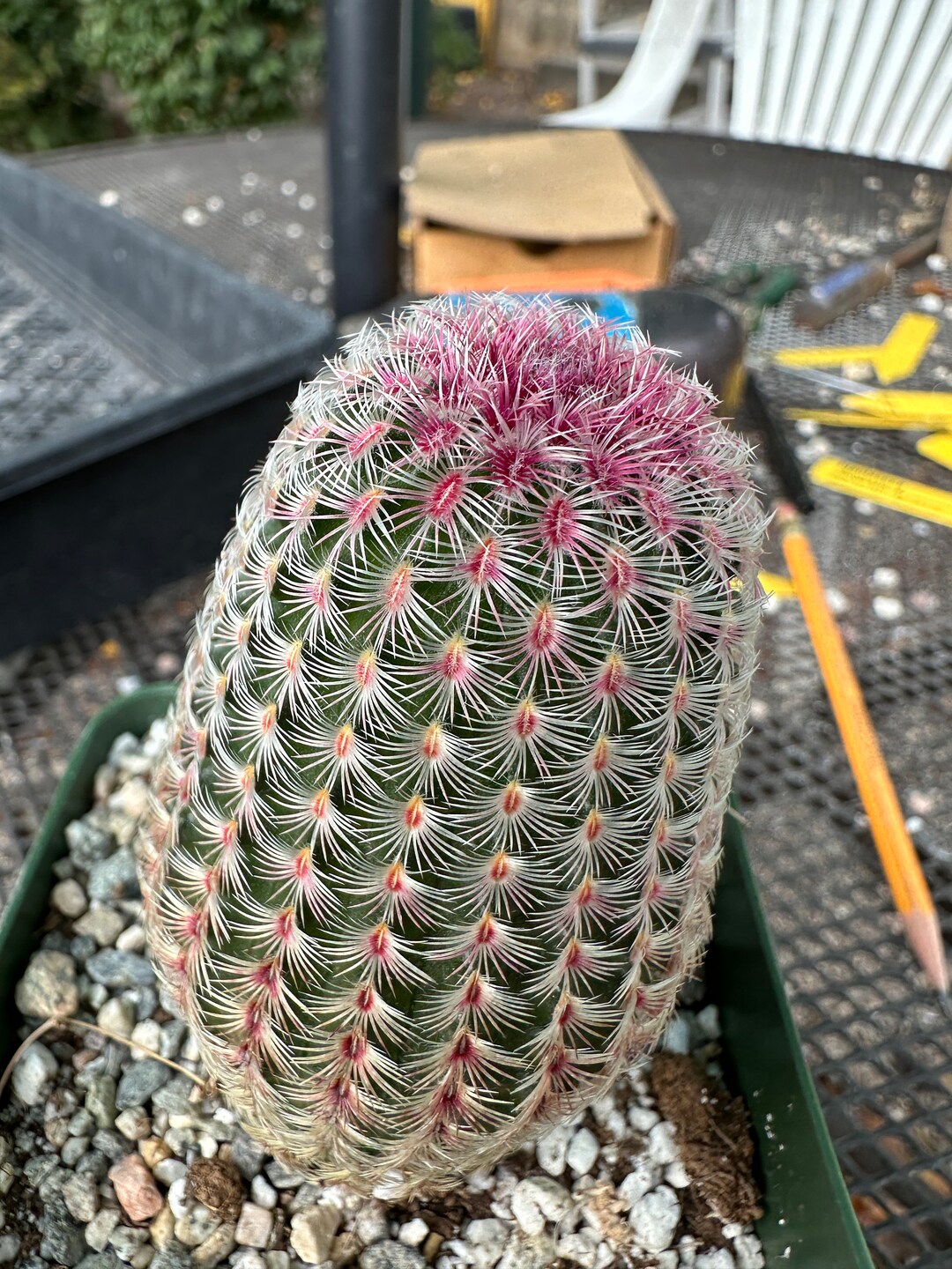 Echinocereus Rubispinus Rainbow Cactus Pale L213 - Etsy