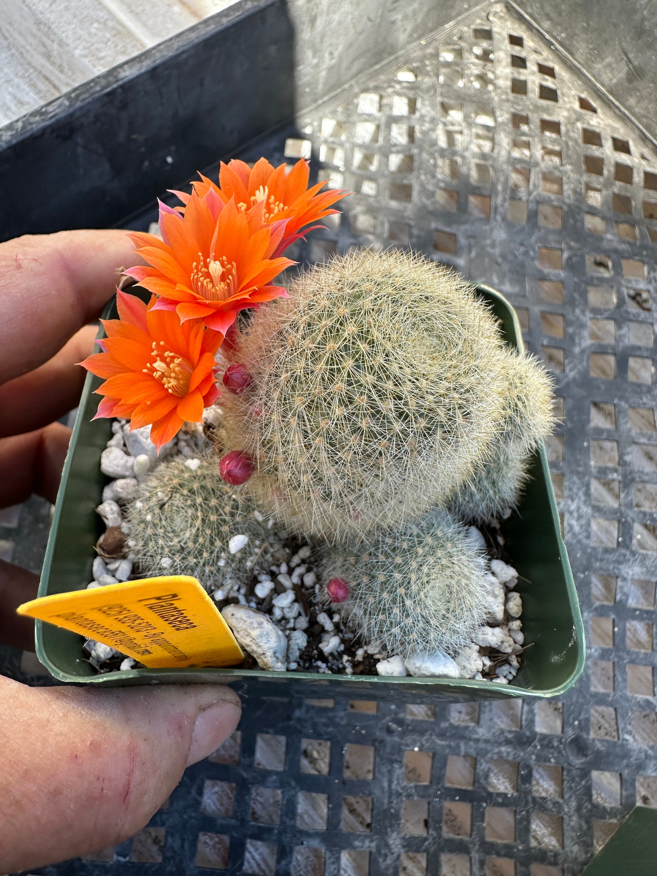 Rebutia Hoffmannii Touchable Cactus B 227 - Etsy