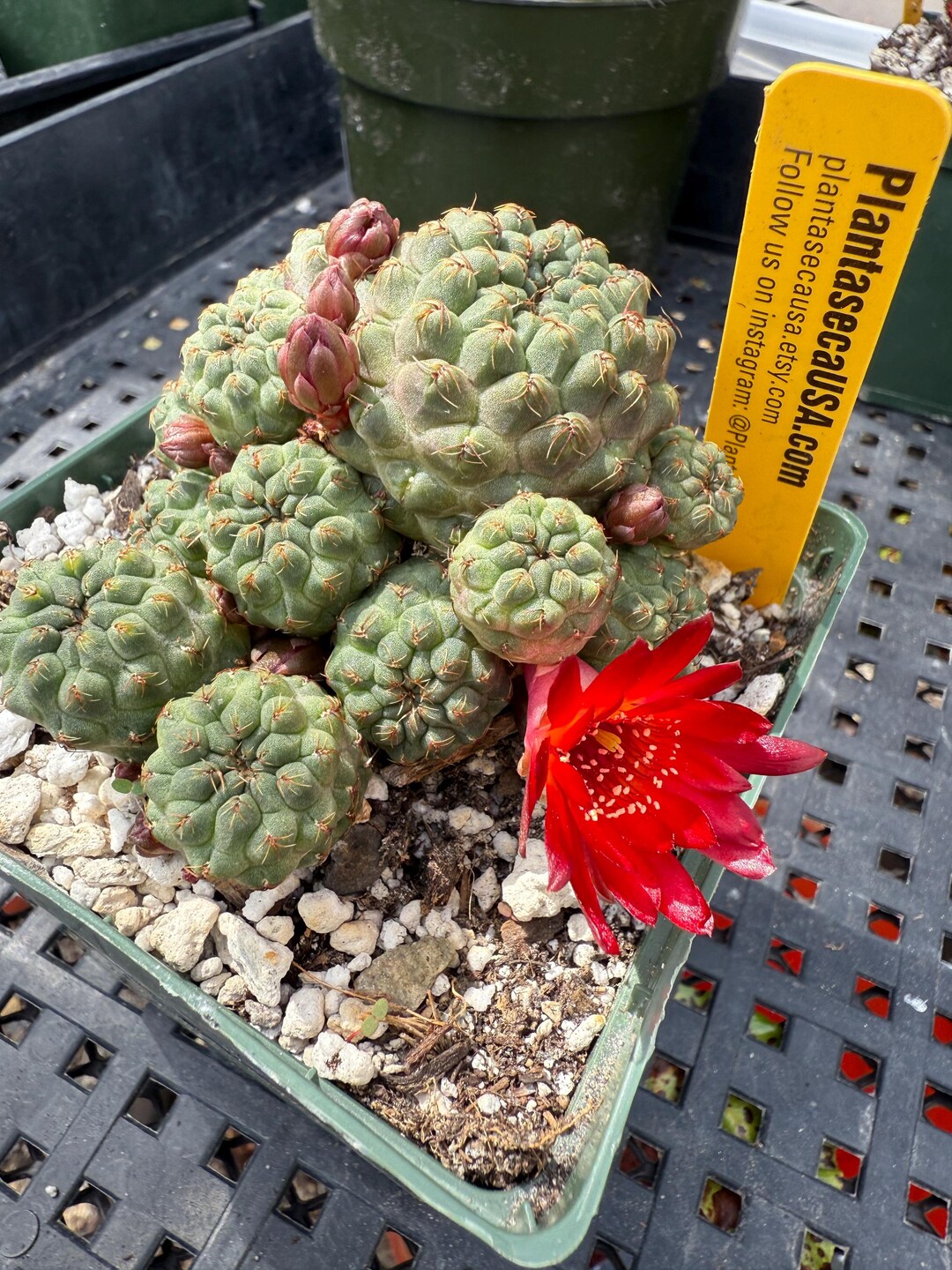 Sulcorebutia Perplexiflora Rare Touchable Cactus in 4.25 Inch Pot D 15 ...