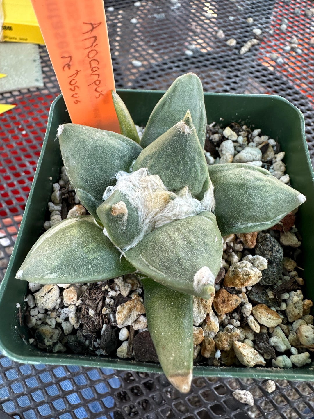 Ario0 Retusus Cactus H 96 Nice Pattern - Etsy