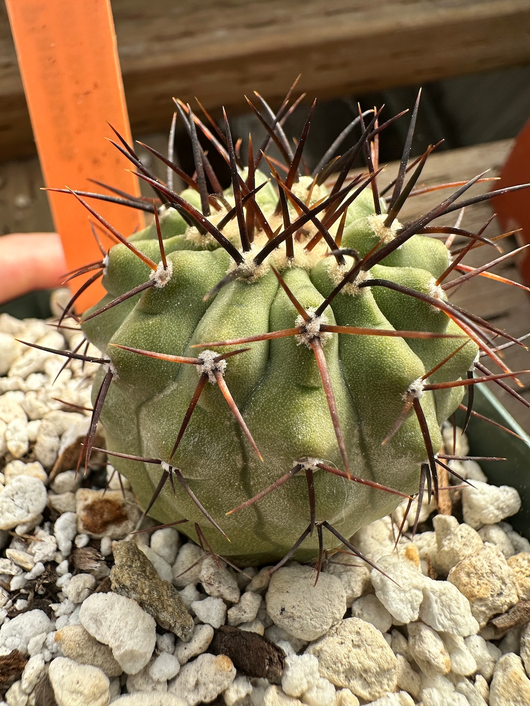 Copiapoa Cinerea V. Longistaminea Cactus Rare - Etsy