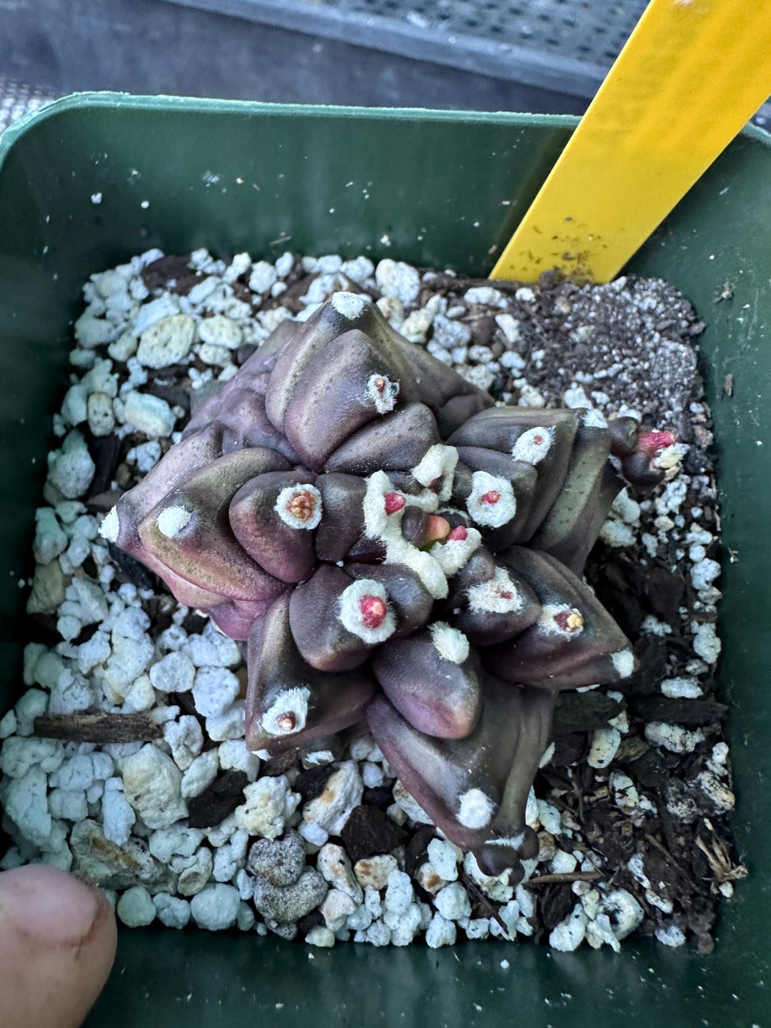 Gymnocalycium Inermis Monstrose Transformer - Etsy