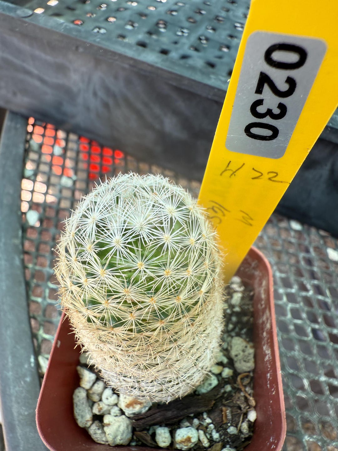 Mammillaria Lasciacantha Cactus H 32 - Etsy